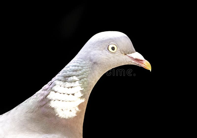 Pigeon Profile stock photo. Image of pigeon, bird, profile - 155456964