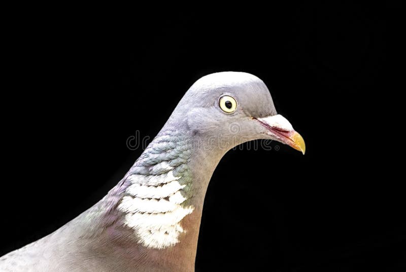 2,489 Pigeon Profile Stock Photos - Free & Royalty-Free Stock Photos ...