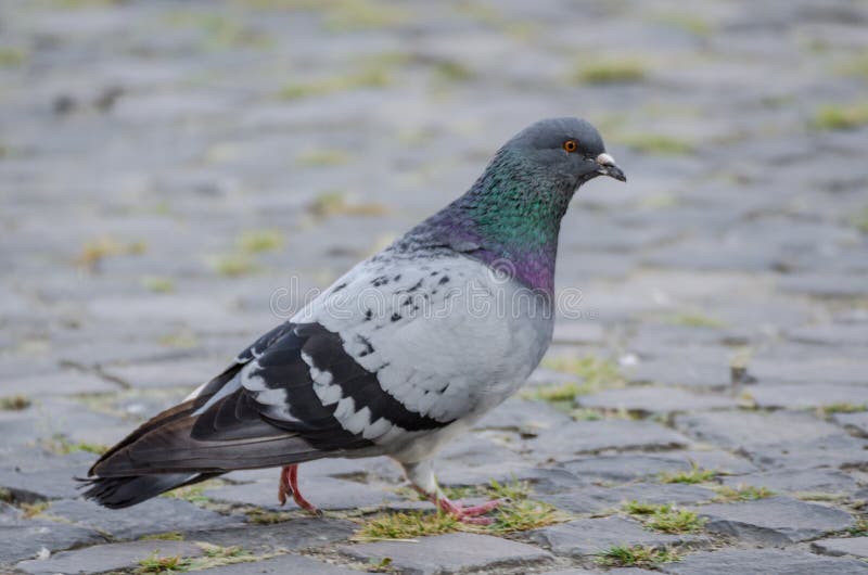 Pigeon profile stock image. Image of bird, pavement, square - 81601419