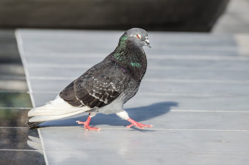 Pigeon profile stock image. Image of profile, walk, feathers - 81604273