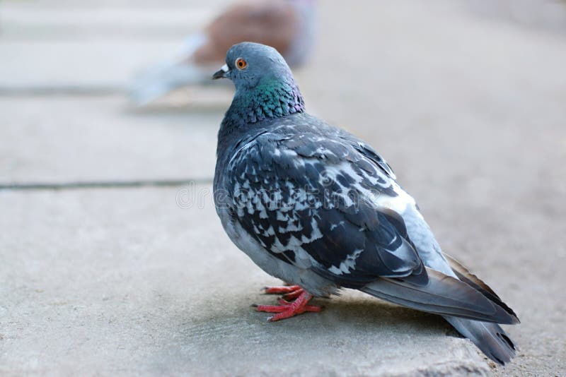 Pigeon in a Quiet Sedate Image Stock Image - Image of dove, gray: 32904319