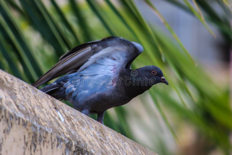 Ready to fly stock photo. Image of high, spreading, ready - 112197050