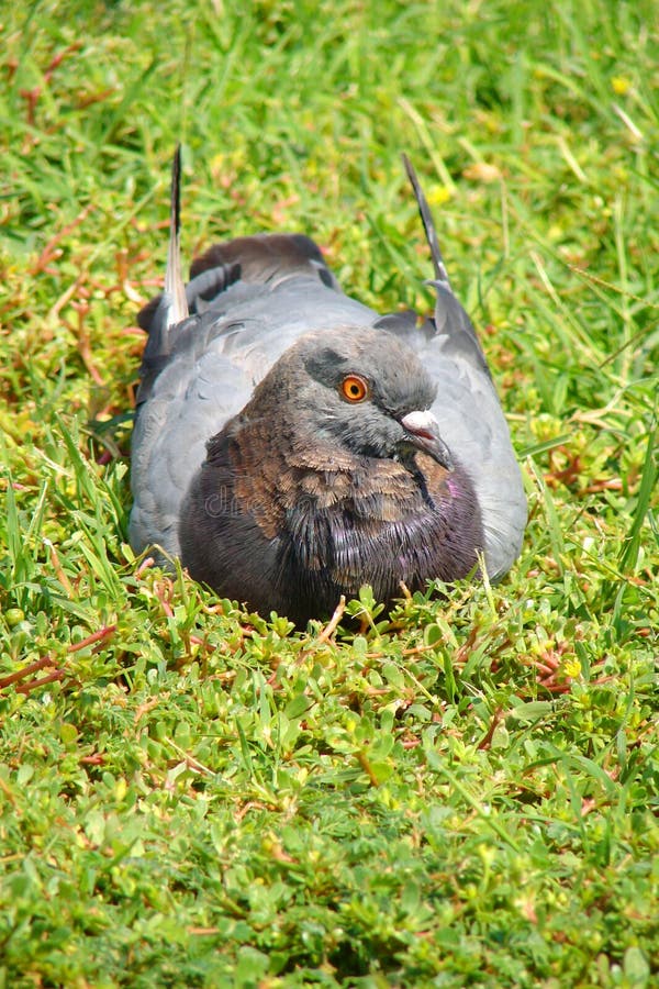 A pigeon on the rest stock photo. Image of rest, park - 11555488
