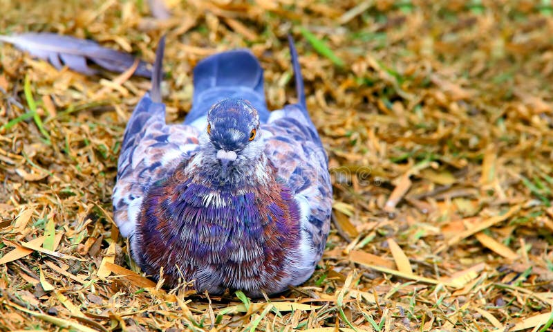 Pigeon Resting on the Ground Stock Photo - Image of freedom, grey: 85144298