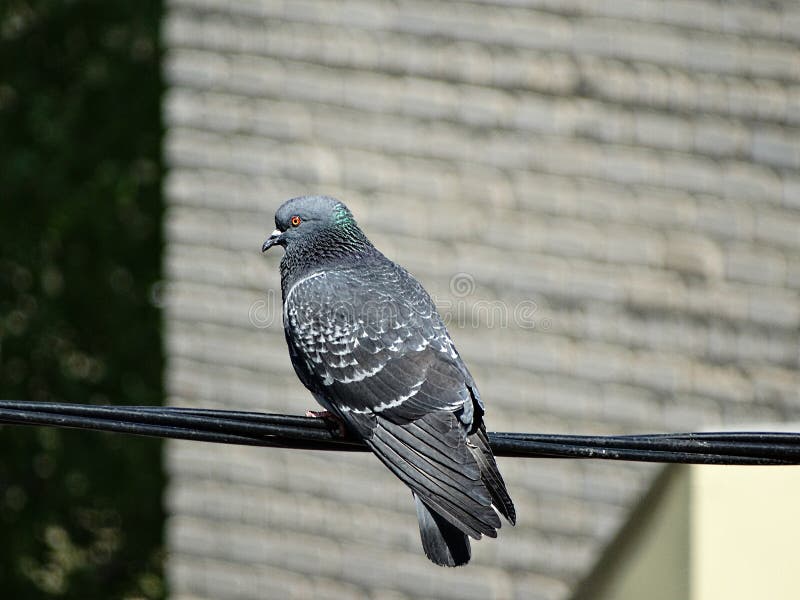 The Pigeon is Resting after a Long Flight. Stock Image - Image of high ...
