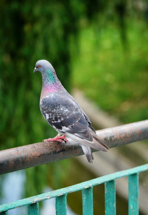 Pigeon Resting on a Railing Stock Image - Image of nature, pigeon ...