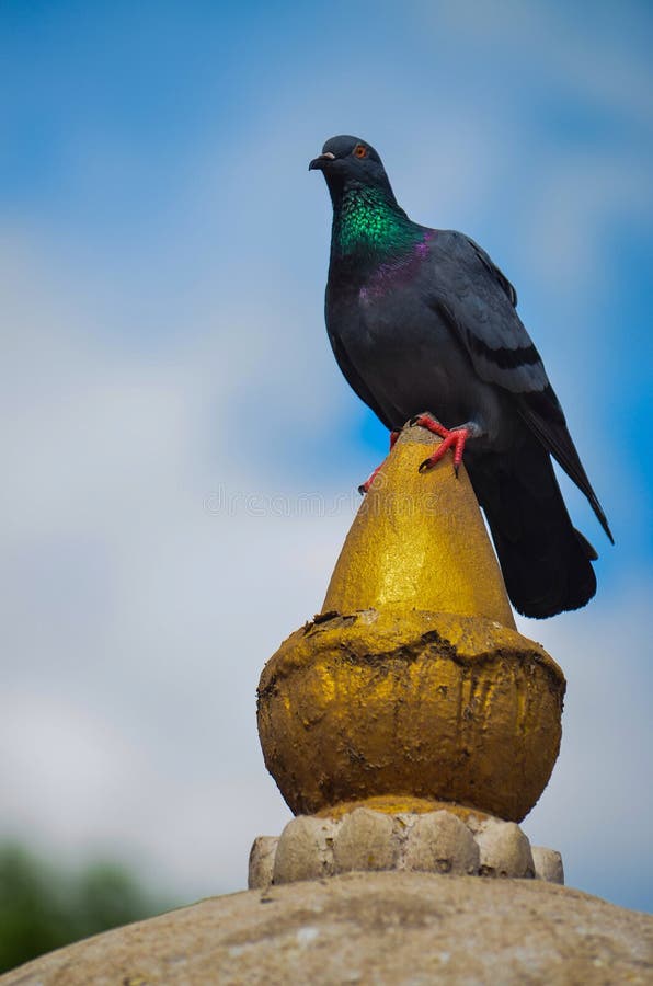 Pigeon stock photo. Image of nature, bird, taking, pigeon - 52789370
