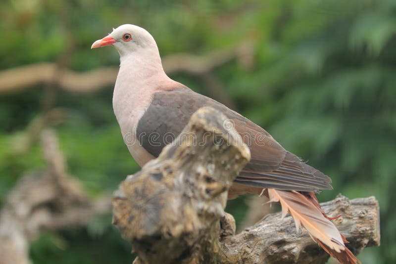 Pigeon rose image stock. Image du maurice, faune, oiseau - 37751111
