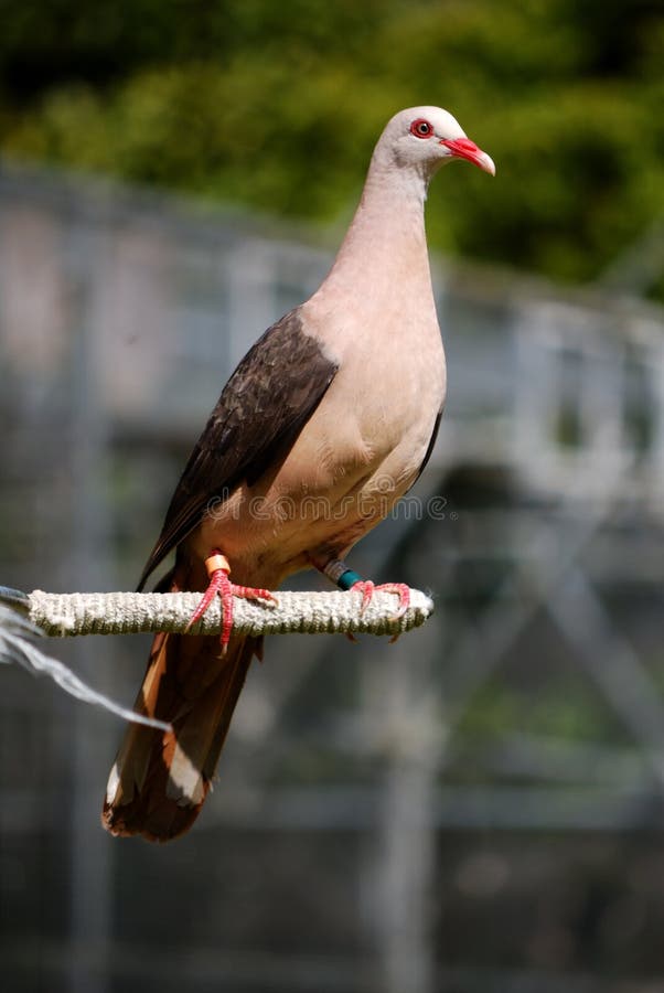 Pigeon rose image stock. Image du maurice, faune, oiseau - 37751111