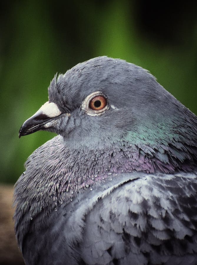 A Pigeon S Head and Upper Body. Stock Image - Image of beak, upper ...