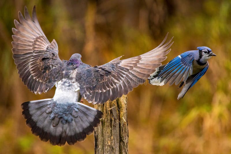 Pigeon scaring blue jay stock photo. Image of bird, beak - 266711644