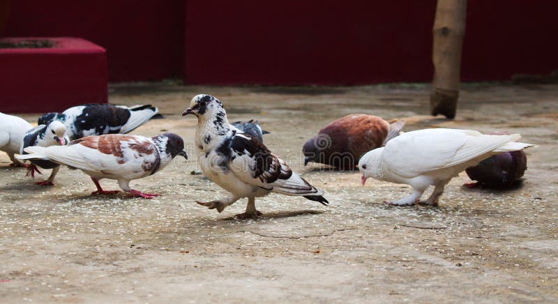 Pigeon searching food stock image. Image of avian, scavenging - 152211095