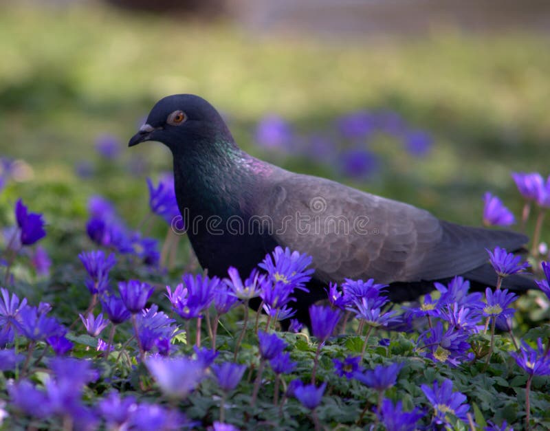 Pigeon stock photo. Image of feather, flowers, bird, animal - 40708018