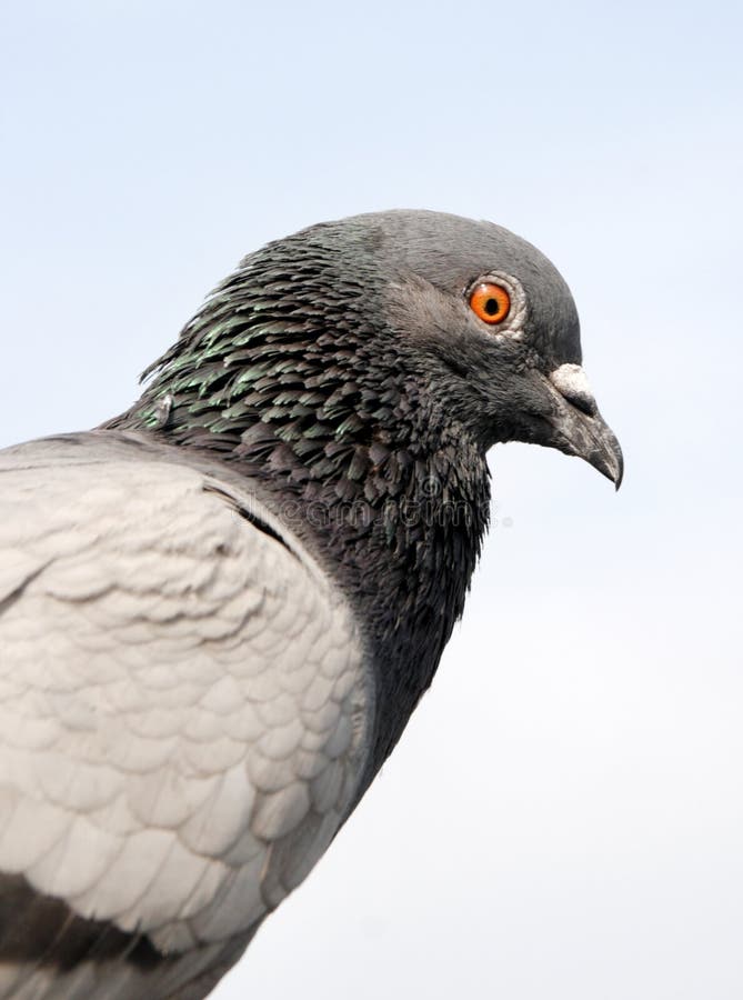 Pigeon close up stock image. Image of head, side, bird - 29857107