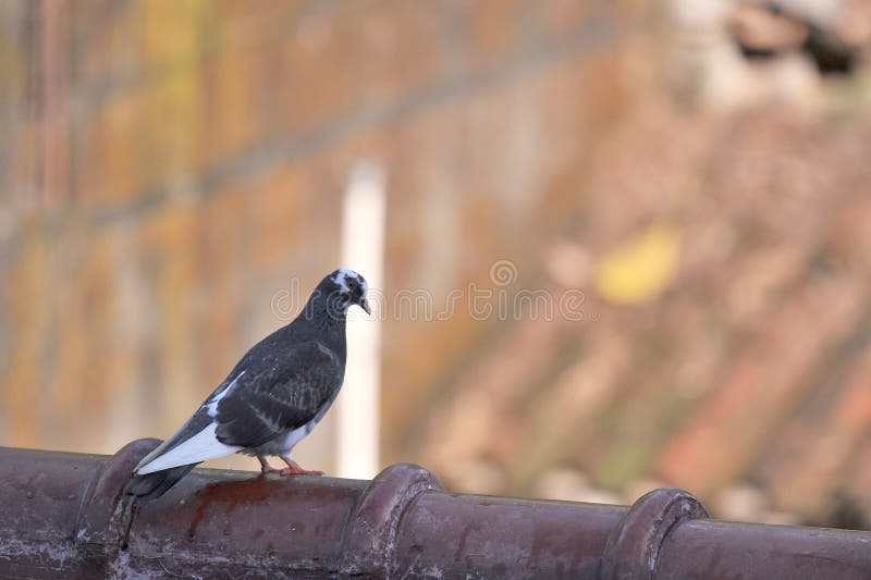 Pigeon side view stock image. Image of indonesia, head - 92711179