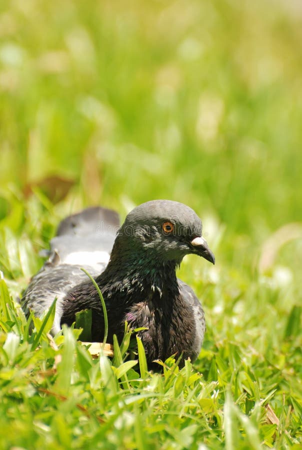 Pigeon Sit stock image. Image of eggs, bill, glare, cackle - 38428919