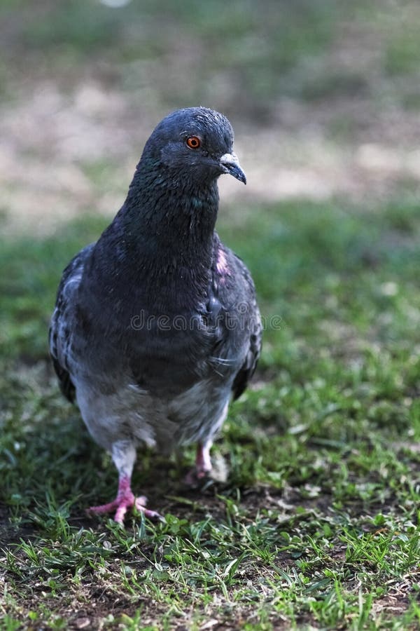 Pigeon sit on the grass stock image. Image of fence, grey - 71986829
