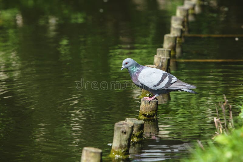 The Pigeon Sits on a Column Stock Image - Image of pillar, green: 111656261