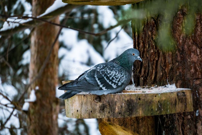 A Pigeon Sits on a Feeding Board. Stock Photo - Image of season, bird ...