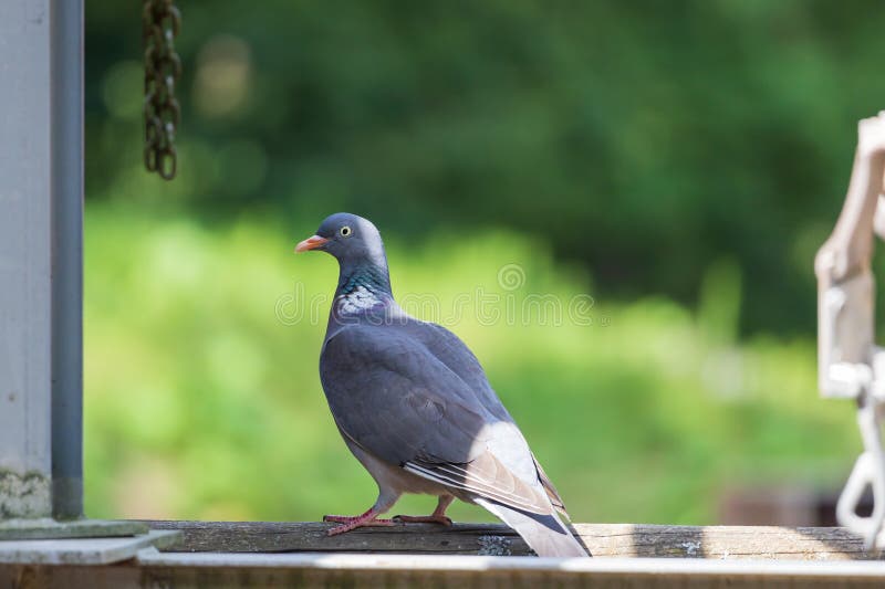 Ts Si Stock Photos - Free & Royalty-Free Stock Photos from Dreamstime