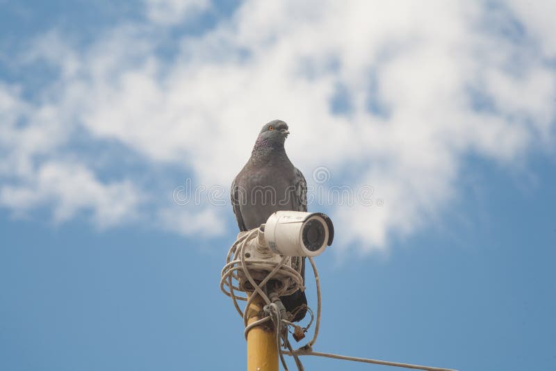 A Pigeon Sits on a Video Camera, a Bird and a Security System, a City ...