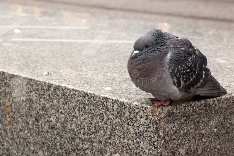 A Pigeon Sitting on a Bench Stock Image - Image of bench, feathers ...