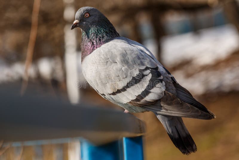 Pigeon Sitting on a Blue Railing Stock Image - Image of feather ...