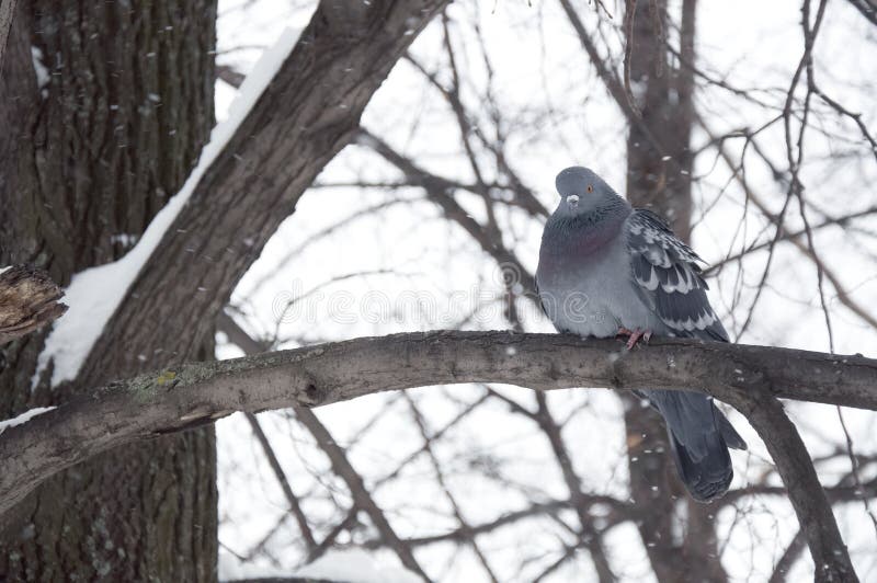 Pigeon sitting on a branch stock image. Image of clear - 18200345