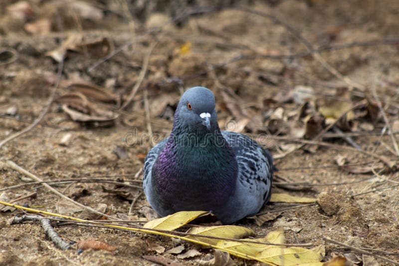A Pigeon Sitting on the Cold Autumn Ground Waiting for His Partner ...