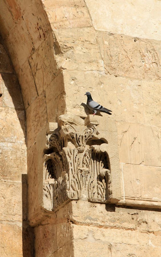 Pigeon stock image. Image of pigeon, column, detail - 135761221