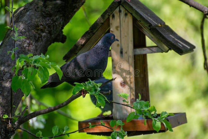 A Pigeon Sitting on a Feeder Stock Image - Image of tree, jungle: 379360075