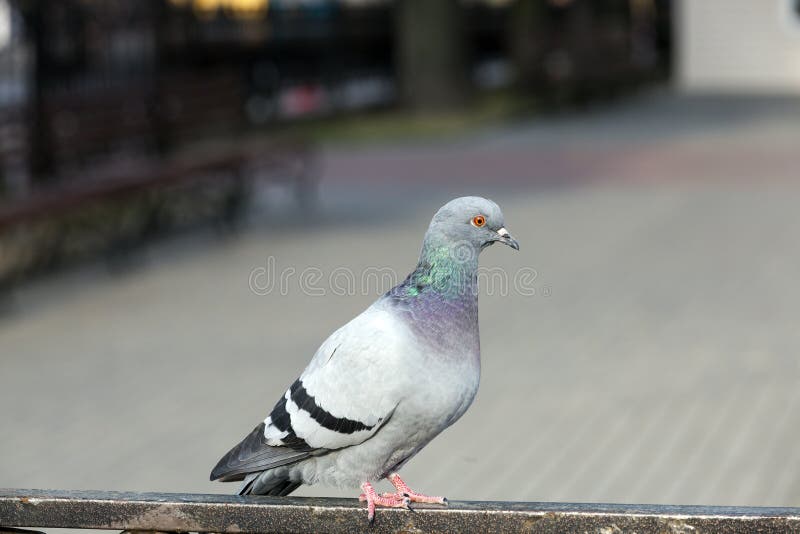 Pigeon Sitting on the Fence Stock Photo - Image of passerine, colored ...