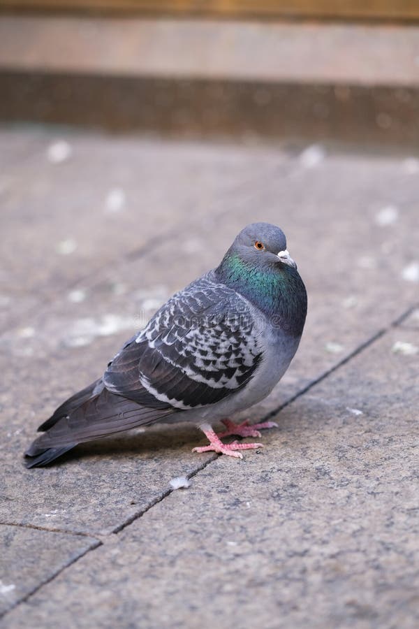 Pigeon stock image. Image of bird, urban, wildlife, dove - 368738001