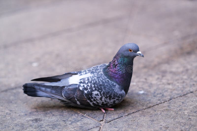 Pigeon stock photo. Image of bird, pigeon, wildlife - 370982994