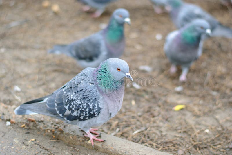 Pigeon Sitting on the Ground and Looking at the Ca Stock Photo - Image ...