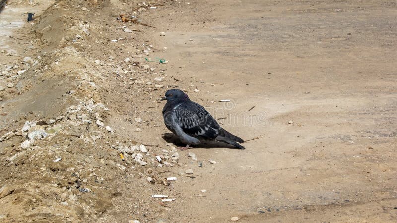 Pigeon Sitting on the Ground in the Park Stock Photo - Image of ground ...