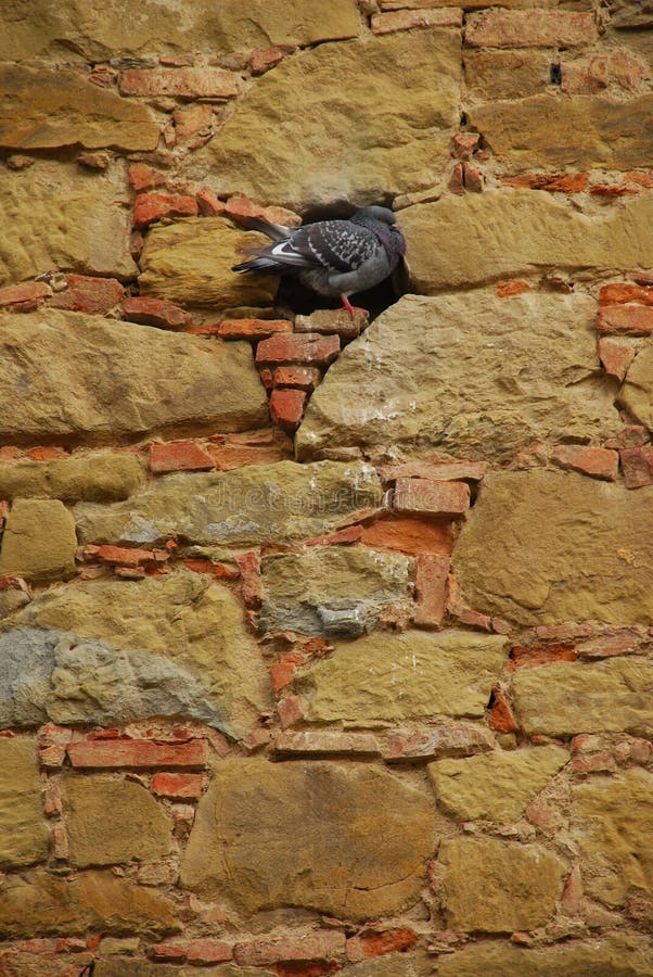 Pigeon Sitting in a Hole in a Wall Stock Photo - Image of hole, grey ...