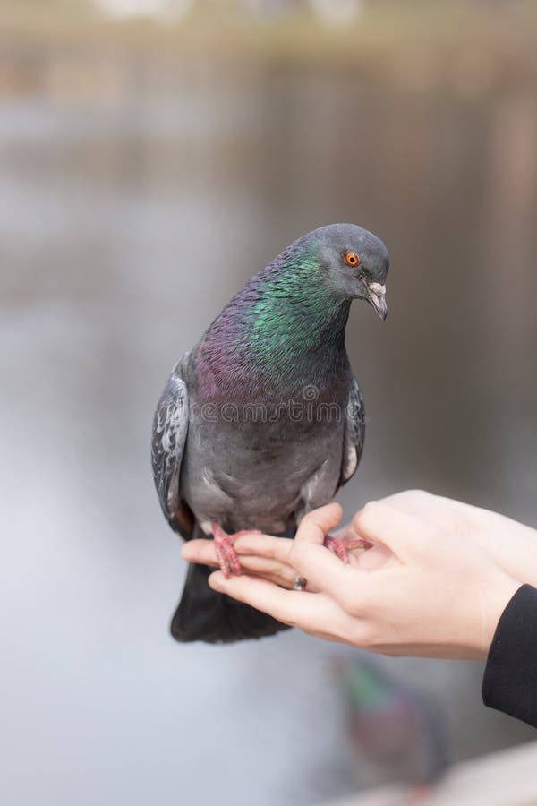 Pigeon on hand stock photo. Image of wildlife, beak, wings - 23845966