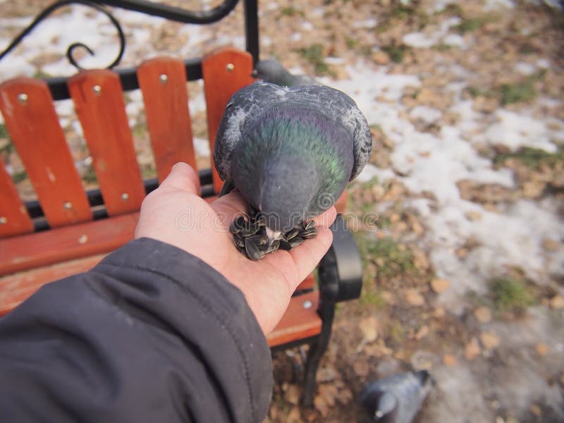 Pigeon Sitting on a Human Hand Stock Photo - Image of sitting, winter ...