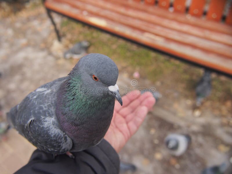 Pigeon Sitting on a Human Hand Stock Photo - Image of body, winter ...
