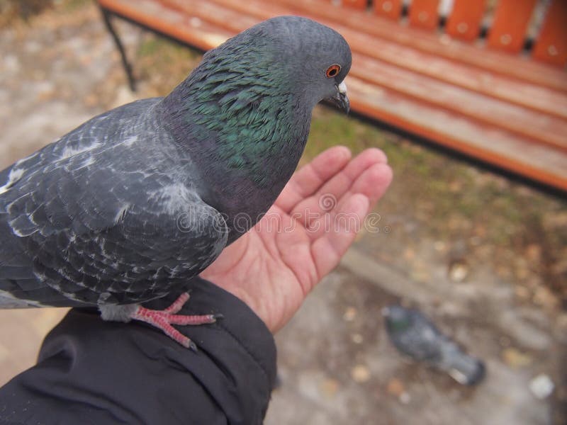 Pigeon Sitting on a Human Hand Stock Photo - Image of outdoors, people ...