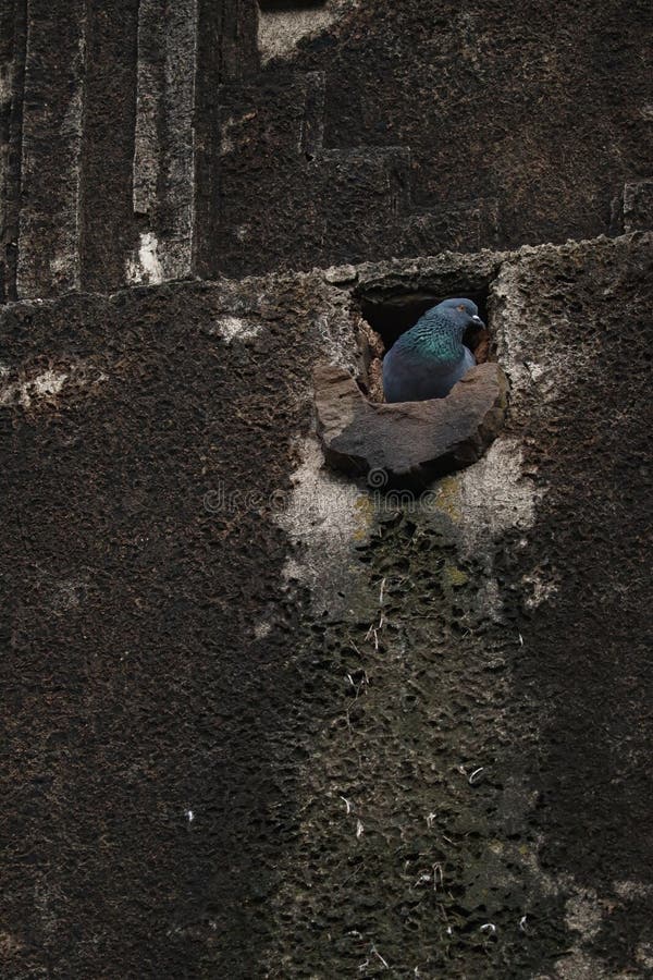 A Pigeon Sitting Inside a Wall Opening Stock Photo - Image of winter ...