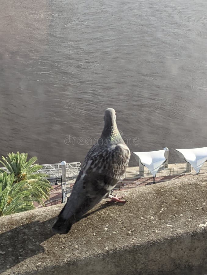 Pigeon Sitting on the Ledge of a Skyscraper Overlooking a River Stock ...