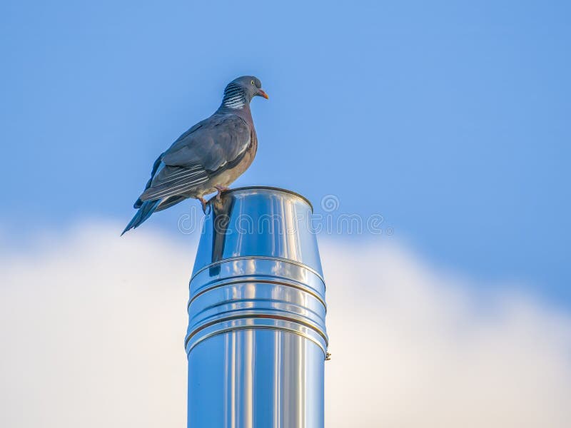 A Pigeon Sitting on a Metal Chimney Stock Photo - Image of animal, blue ...