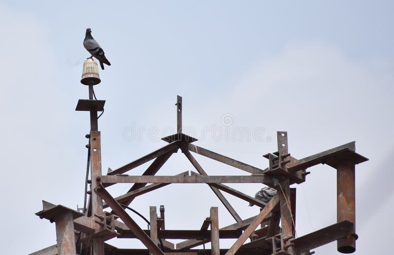 Pigeon Sitting on a Mobile Tower Stock Image - Image of indian ...