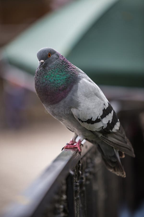 Pigeon sitting stock photo. Image of cochabamba, animal - 101835120