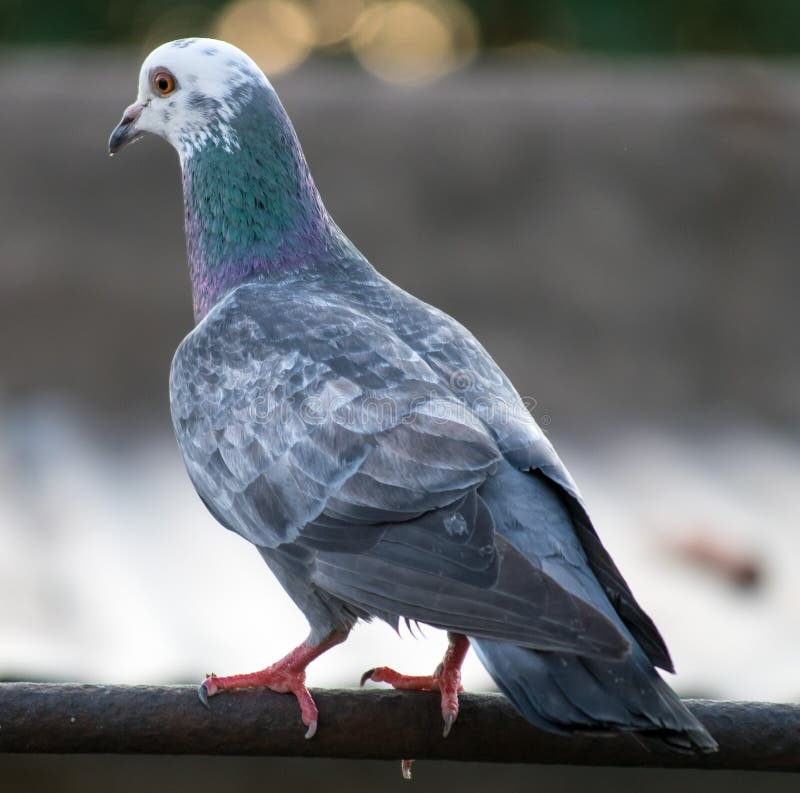 Pigeon sitting stock photo. Image of sitting, whitehead - 53045130