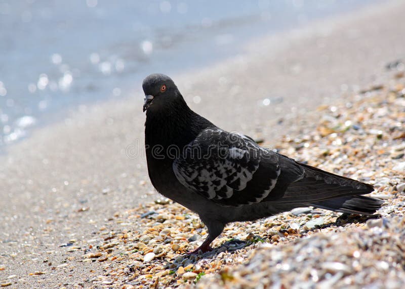 Pigeon sitting at seaside stock image. Image of coast - 30830047