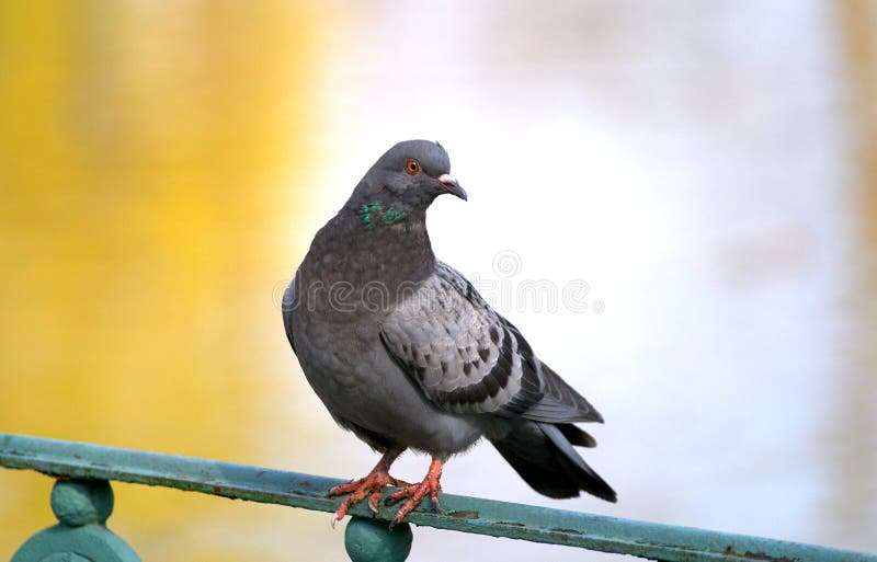 Pigeon stock photo. Image of single, closeup, bird, nature - 33525226