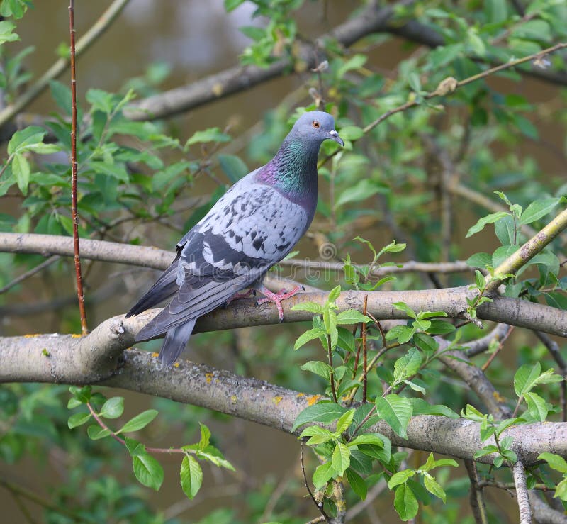 Pigeon is Sitting on a Tree Branch among the Green Foliage Stock Image ...